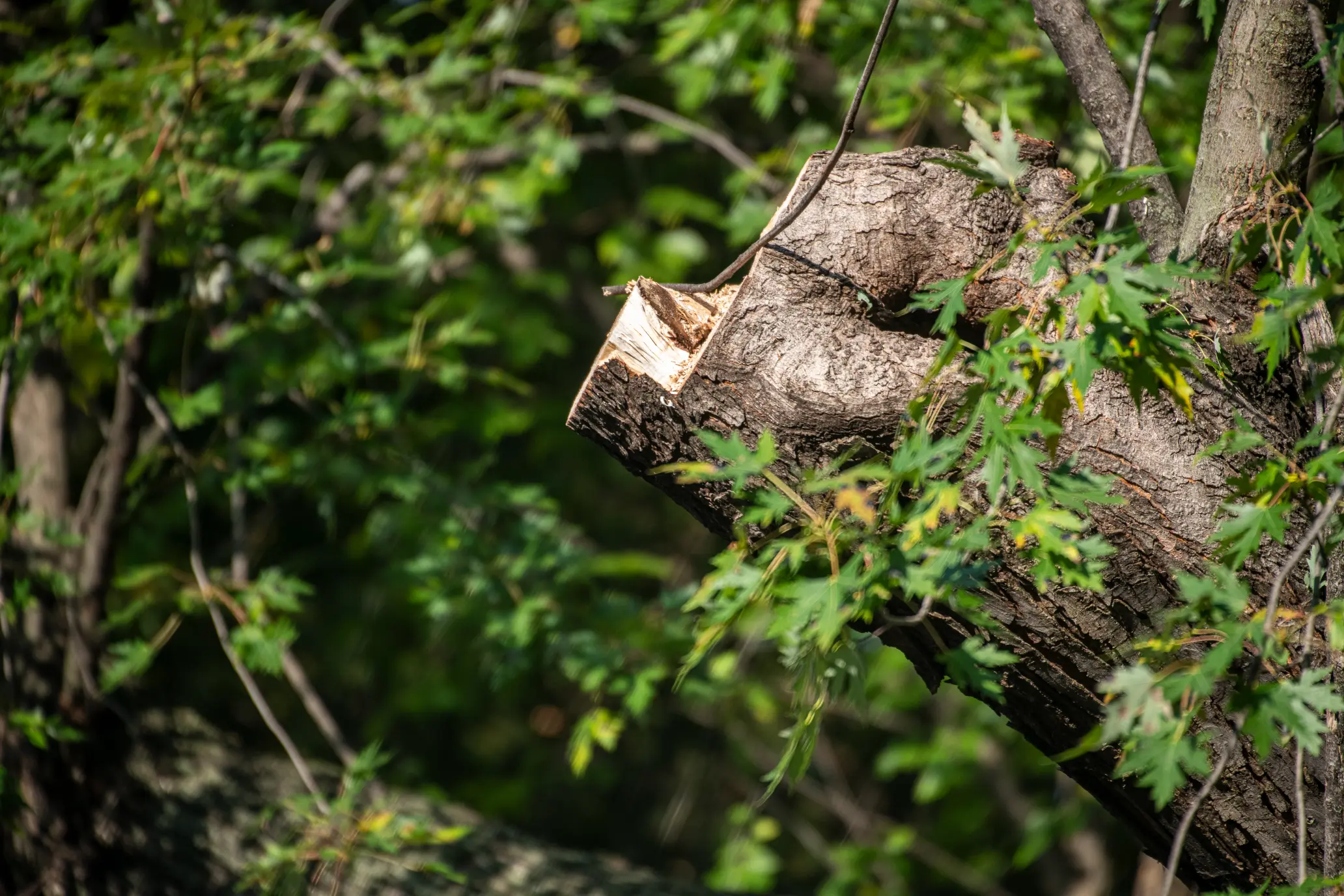 What Is the 1-2-3 Rule of Pruning? | ArborWise Tree Management