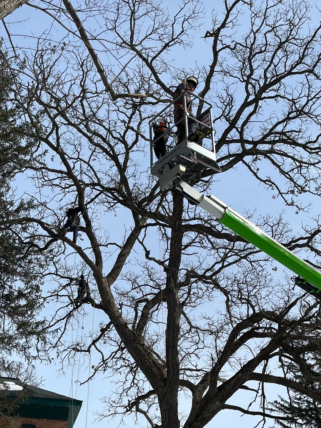 Clipped in the Wing | ArborWise Tree Management